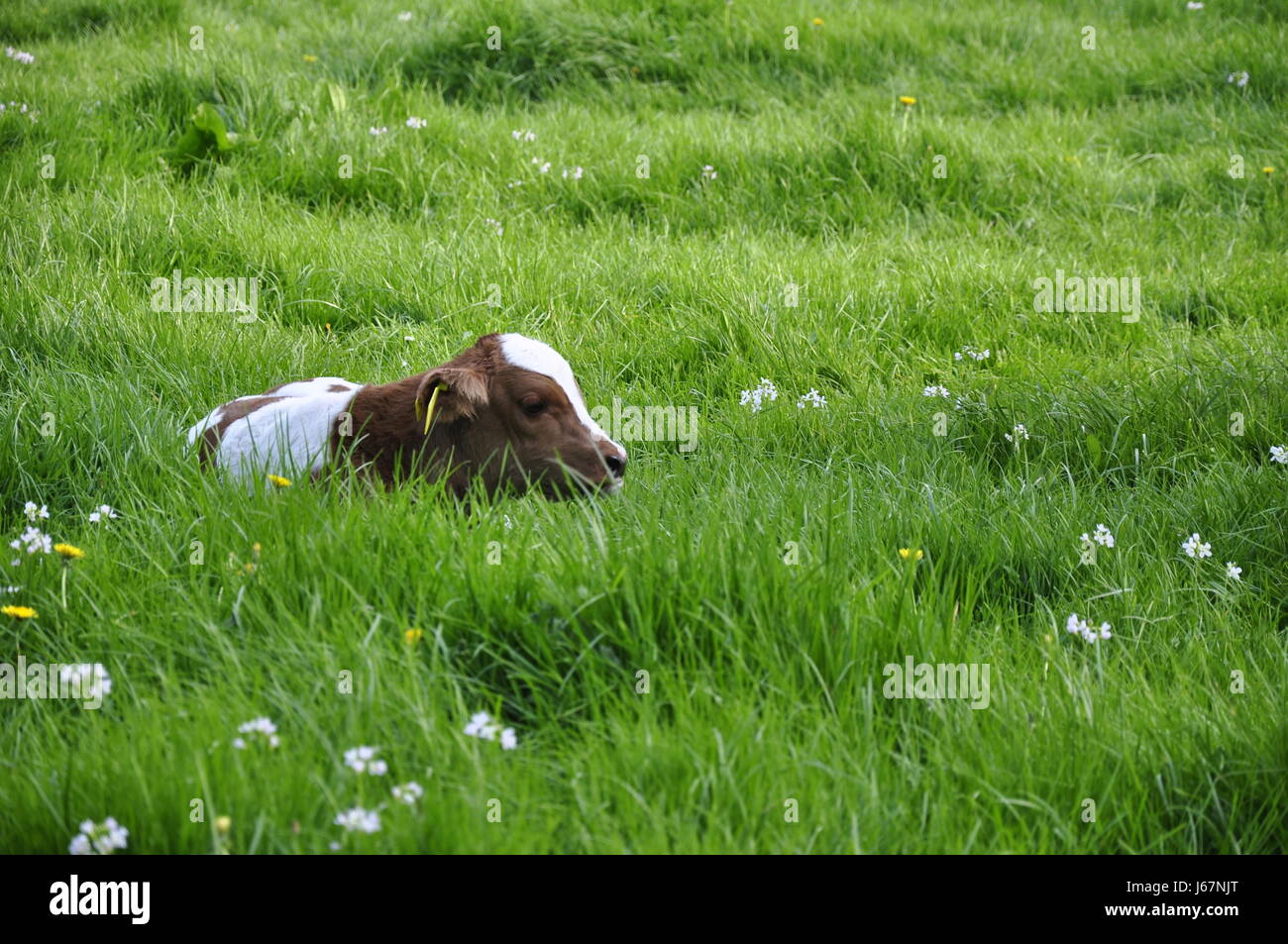 lie lying lies tired cow cub baby calf willow agrarian fodder green ...