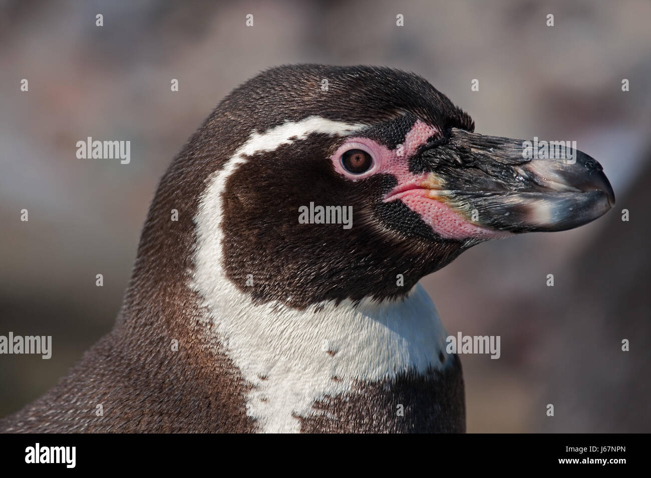 bird portrait birds penguin flightless bird portrait birds penguin ...
