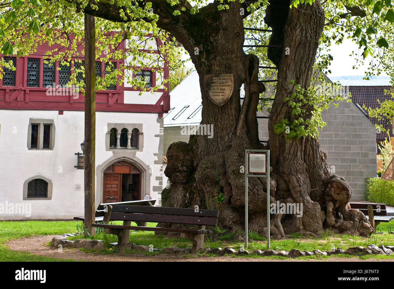 monument tree lime old historical monument tree conservation of nature ...