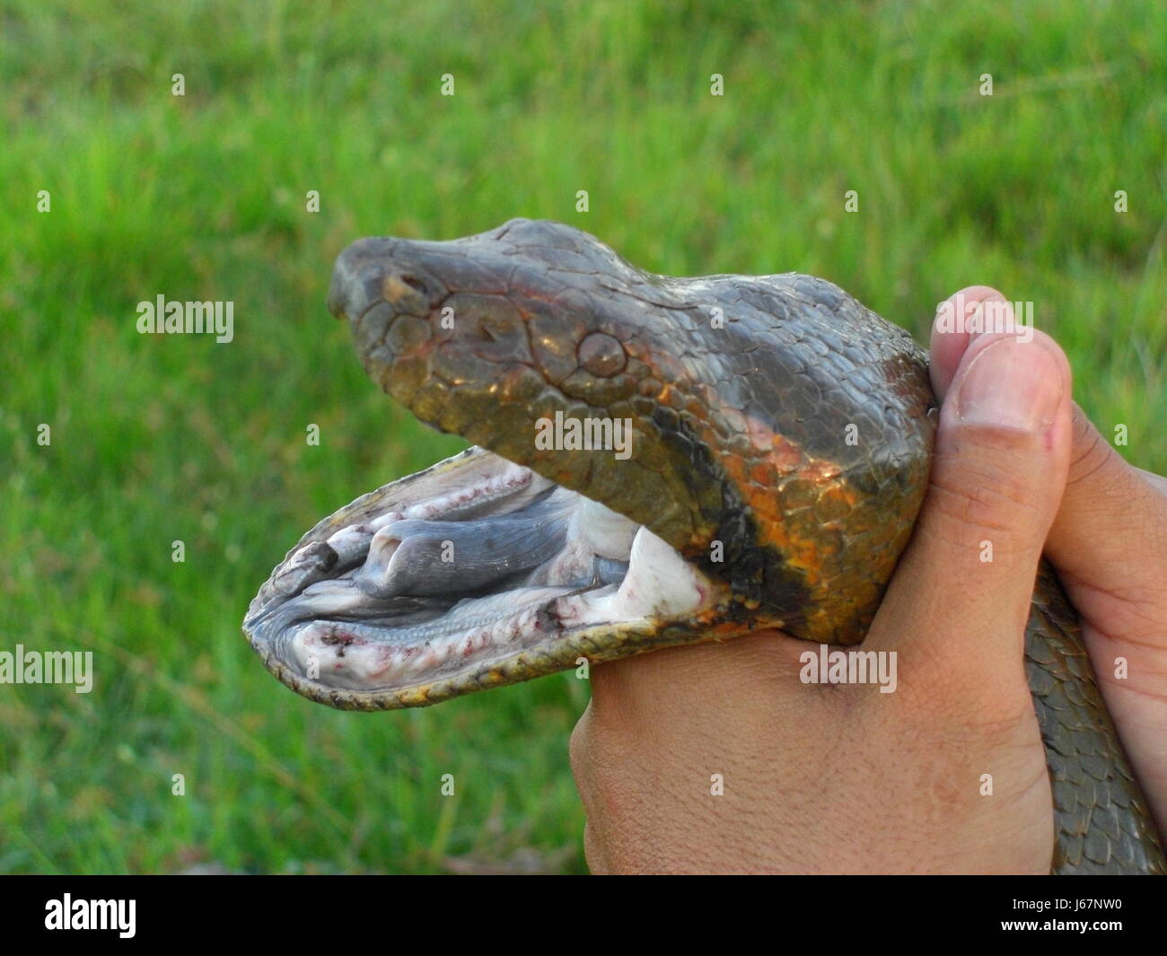 fauna snake reptiles fortune animal reptile adventure latin america ...