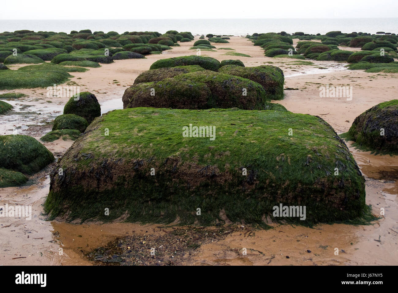 shape seaweed nobody rectangle design shaping formation model figure ...