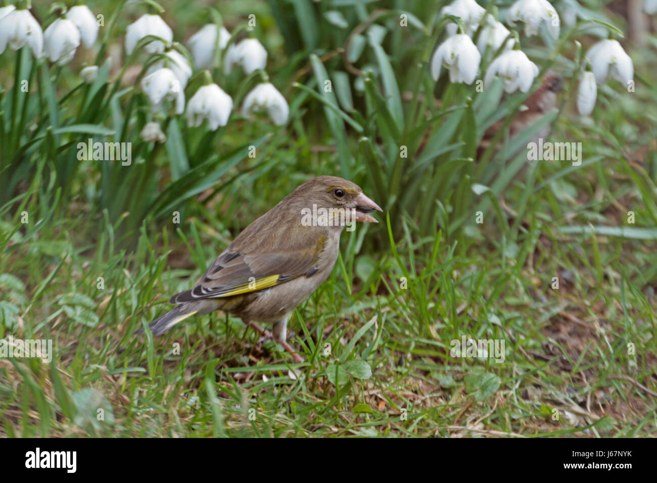 feeling blossoms spring flower plant snowdrop bleed meadow grass lawn ...