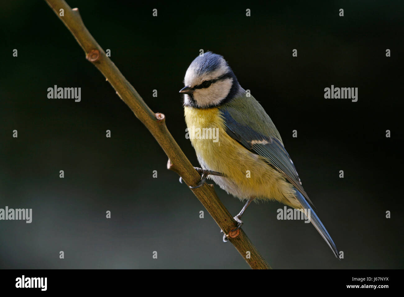 titmouse blue tit titmice optional coloured colourful gorgeous ...