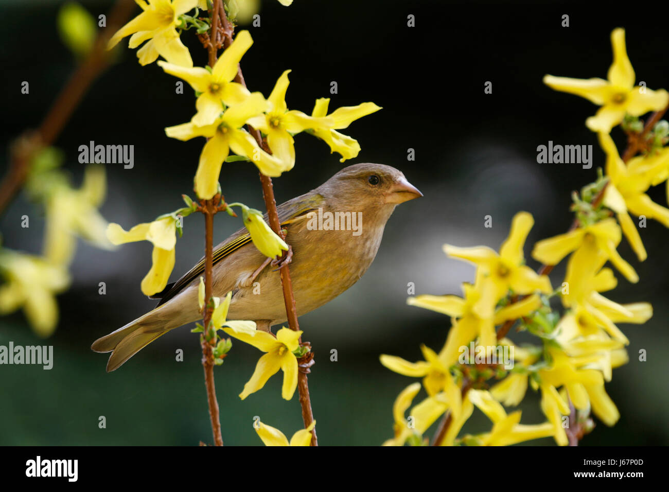 shine shines bright lucent light serene luminous sunny suns finches ...