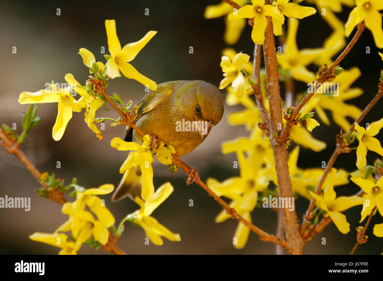 shine shines bright lucent light serene luminous sunny suns finches ...