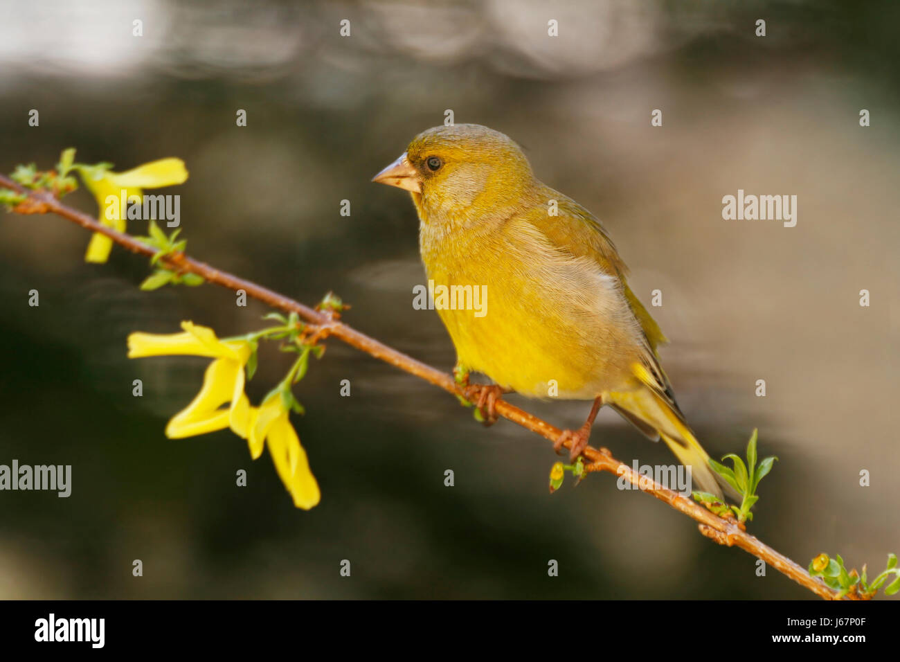 shine shines bright lucent light serene luminous sunny suns finches ...