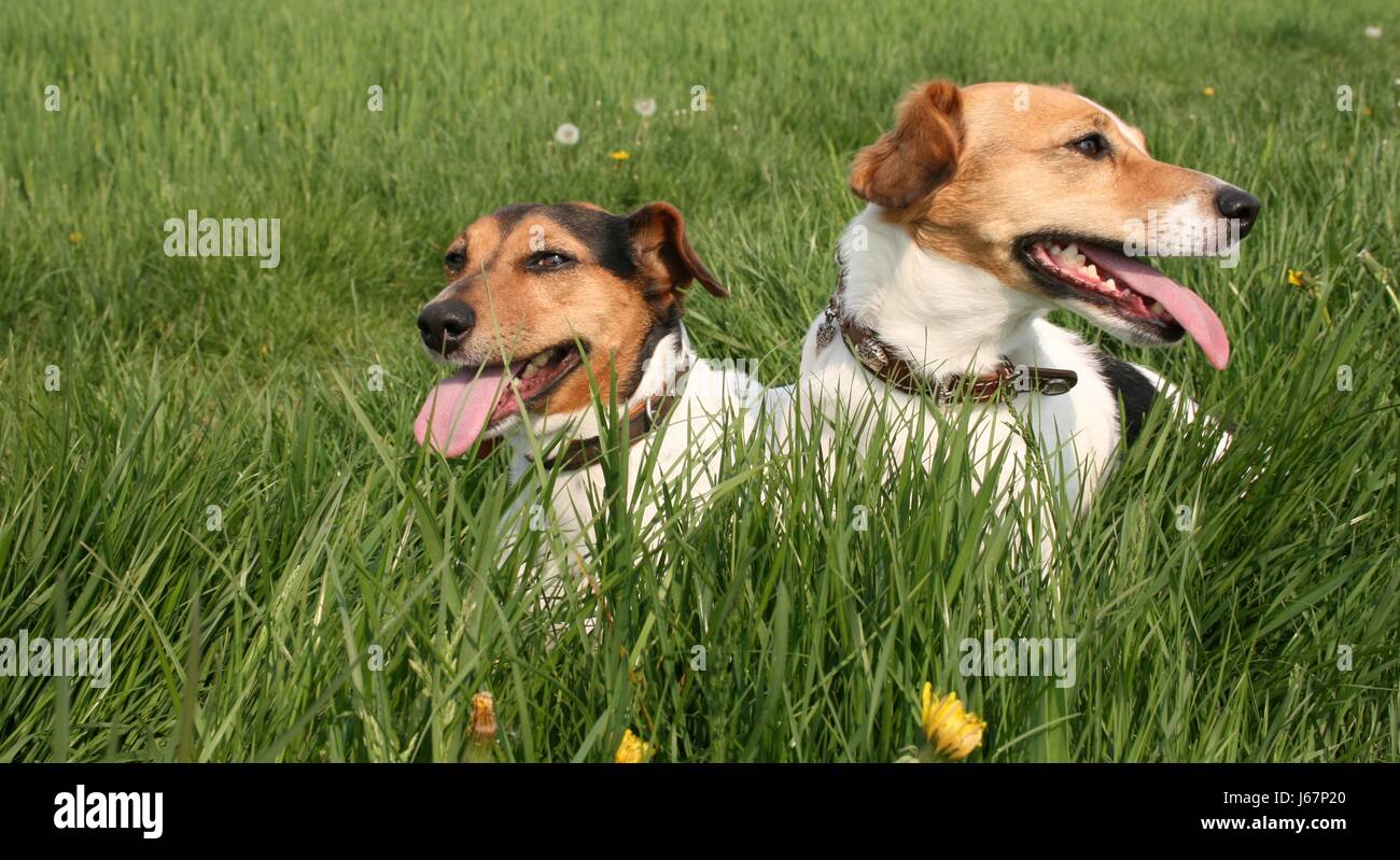 animal pet mammal portrait dog terrier hound nature macro close-up ...