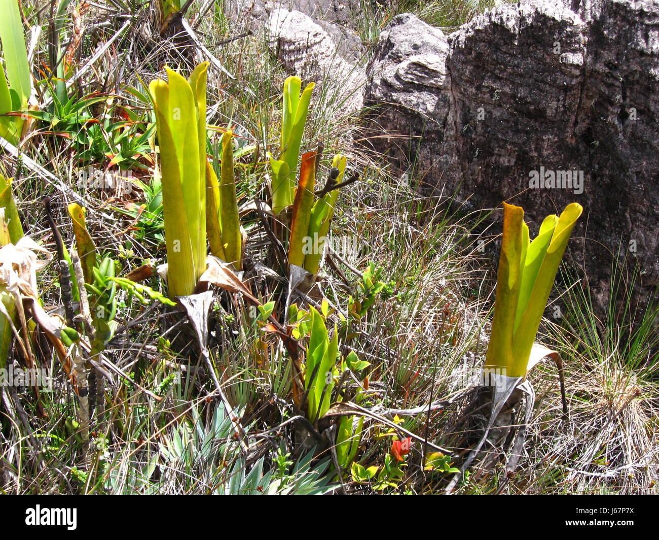 Brocchinia hi-res stock photography and images - Alamy