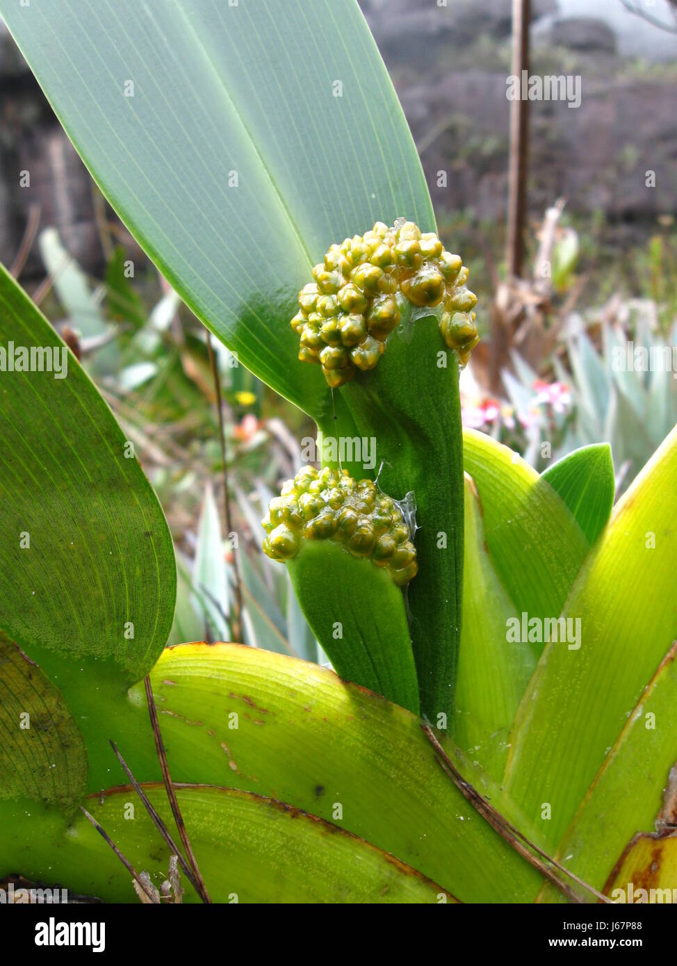 Latin American Plants