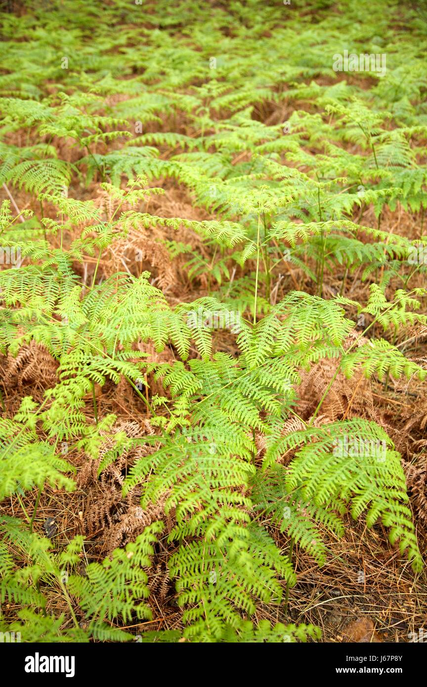leaf fern country landscape scenery countryside nature lawn green ...