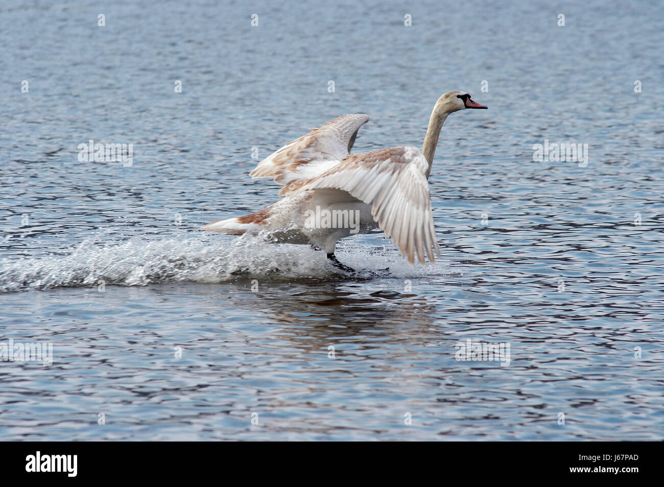 motion postponement moving movement swan snapshot splashdown motion ...