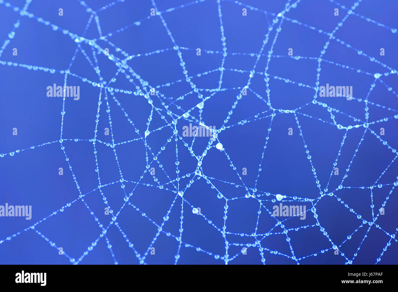 dew cobweb internet www worldwideweb net web spiders web drop drip ...