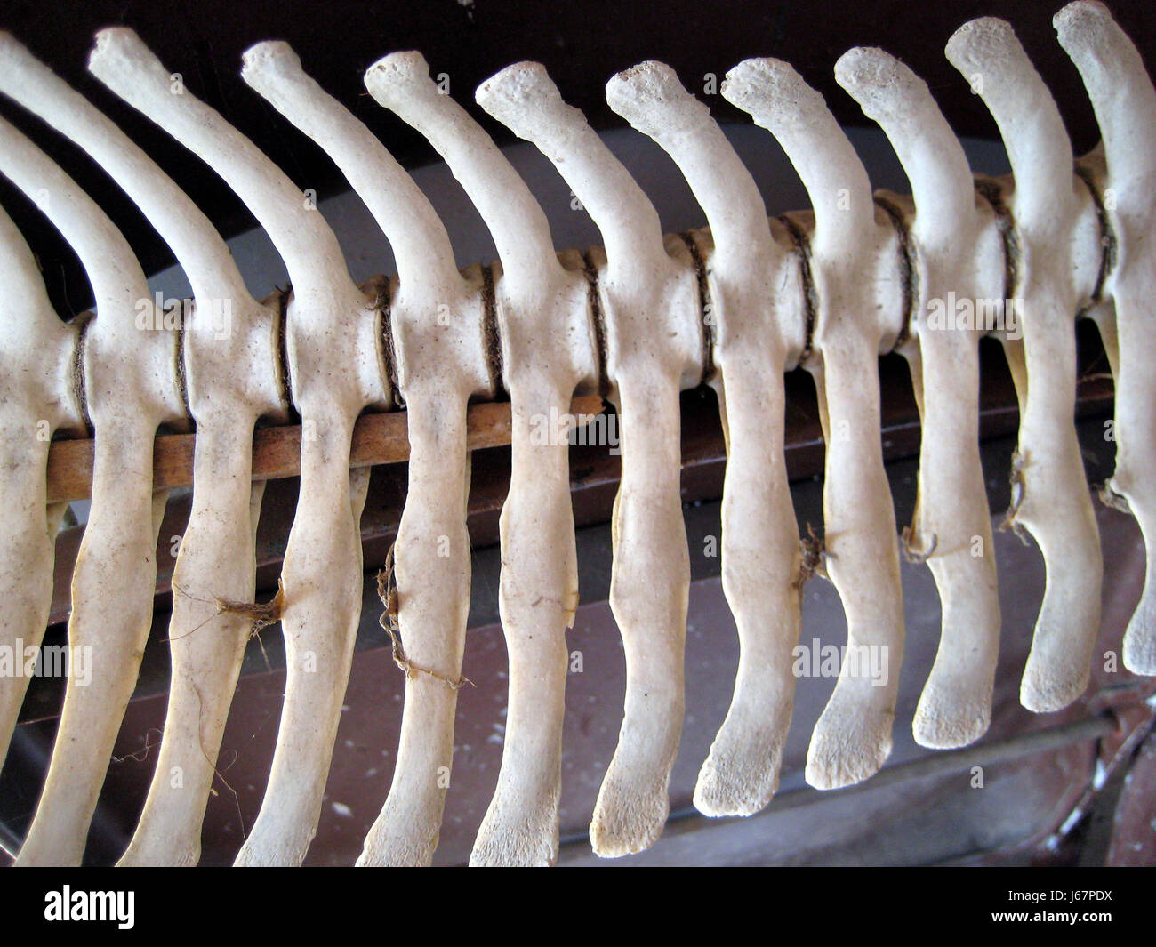 dolphin skeleton delphi skeleton Stock Photo - Alamy