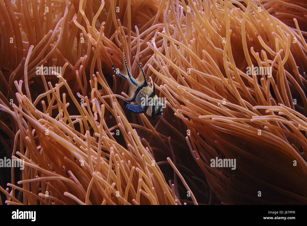 lone fish Stock Photo - Alamy