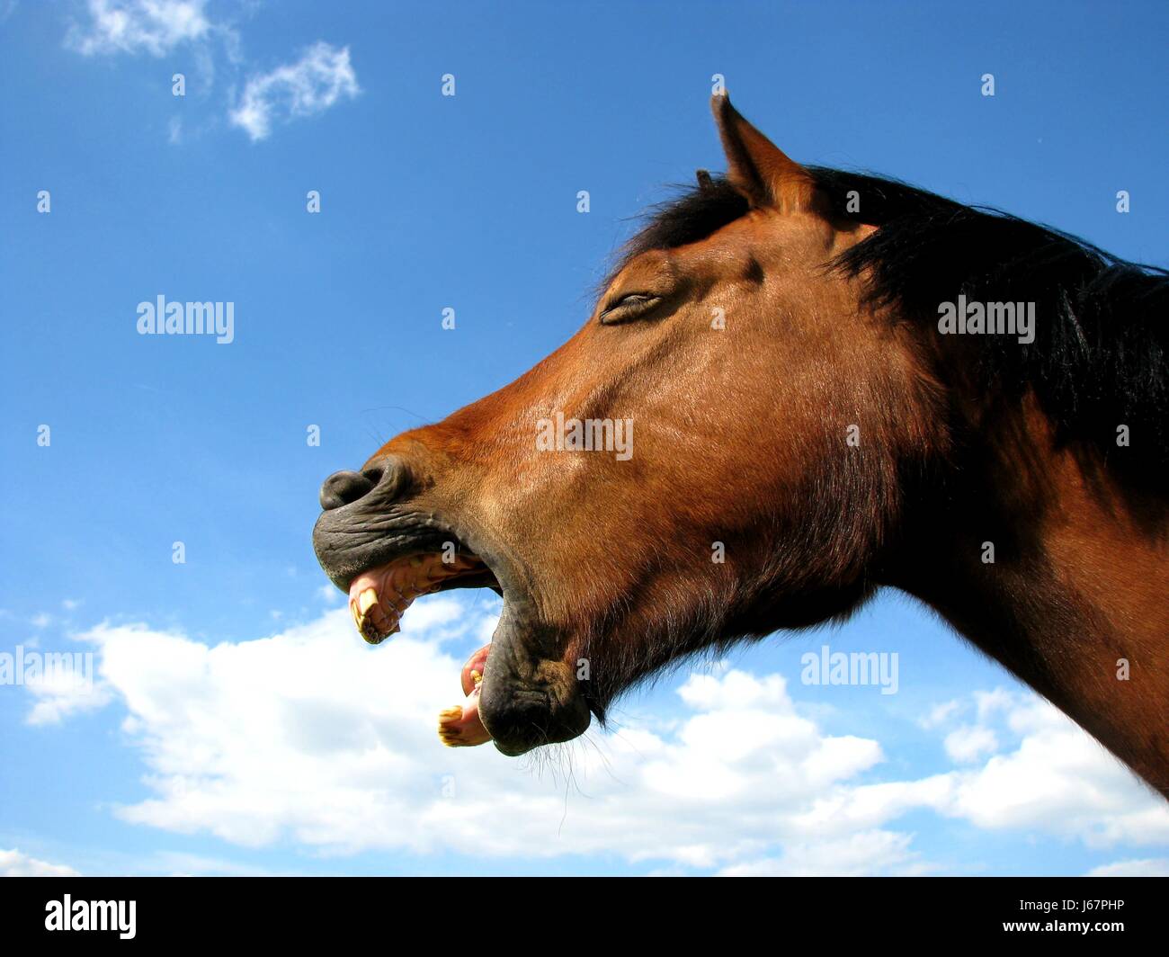 horse teeth tongue pony tired yawn head blue horse brown brownish ...
