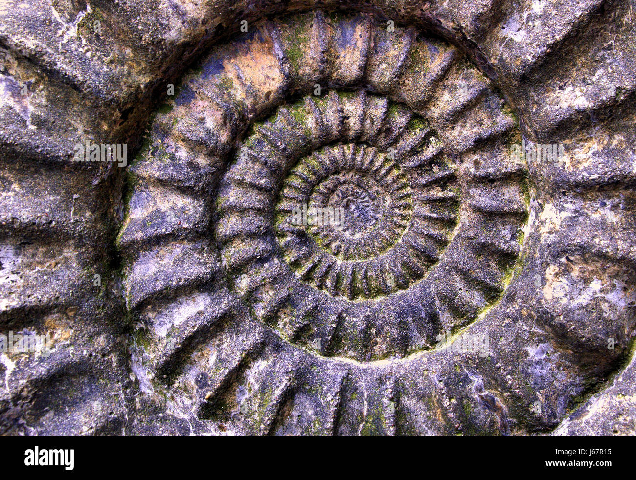 fossilization fossil symmetric worth seeing fossilization structured ...