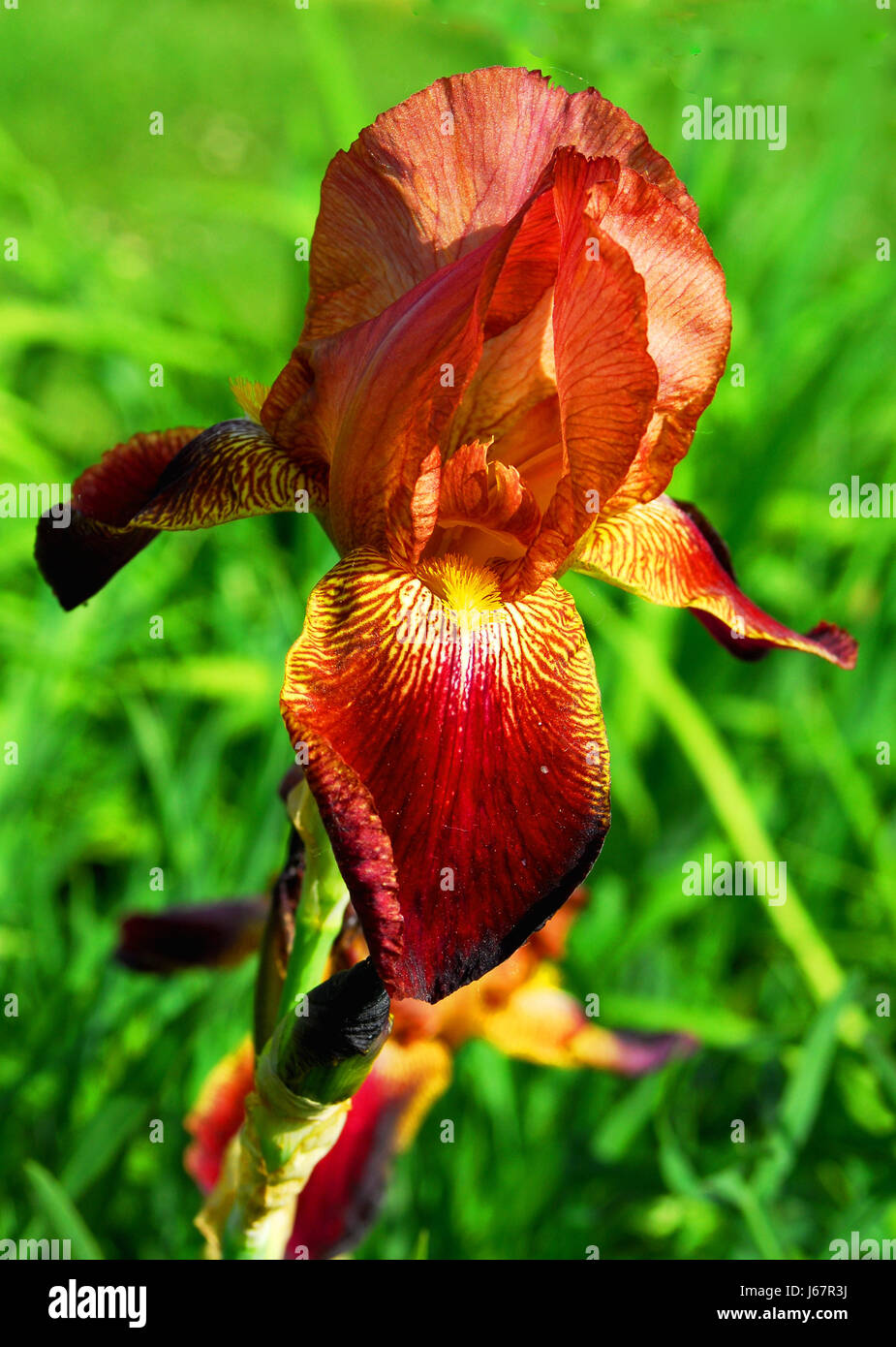 flower plant bloom blossom flourish flourishing colour variety irises ...