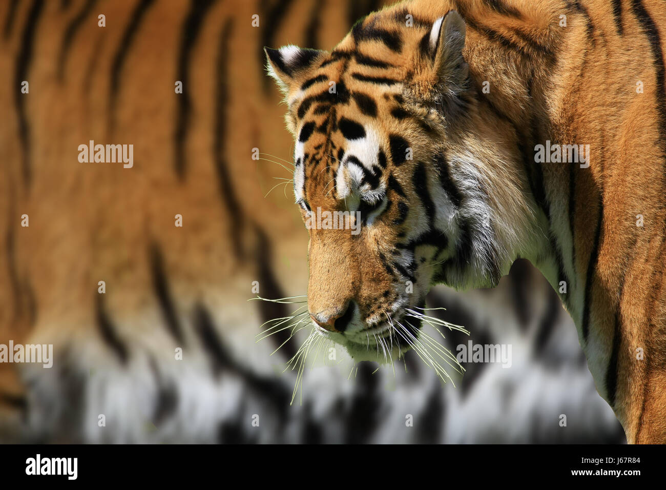 Tiger sibirischer tiger armurtiger portrait hintergrund hi-res stock ...