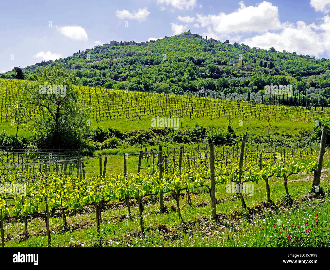 Vineyard with medieval Tuscan town of Montalcino above Stock Photo - Alamy