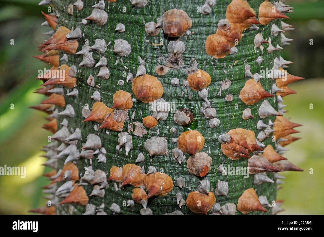 Peru and paraguay hi-res stock photography and images - Alamy