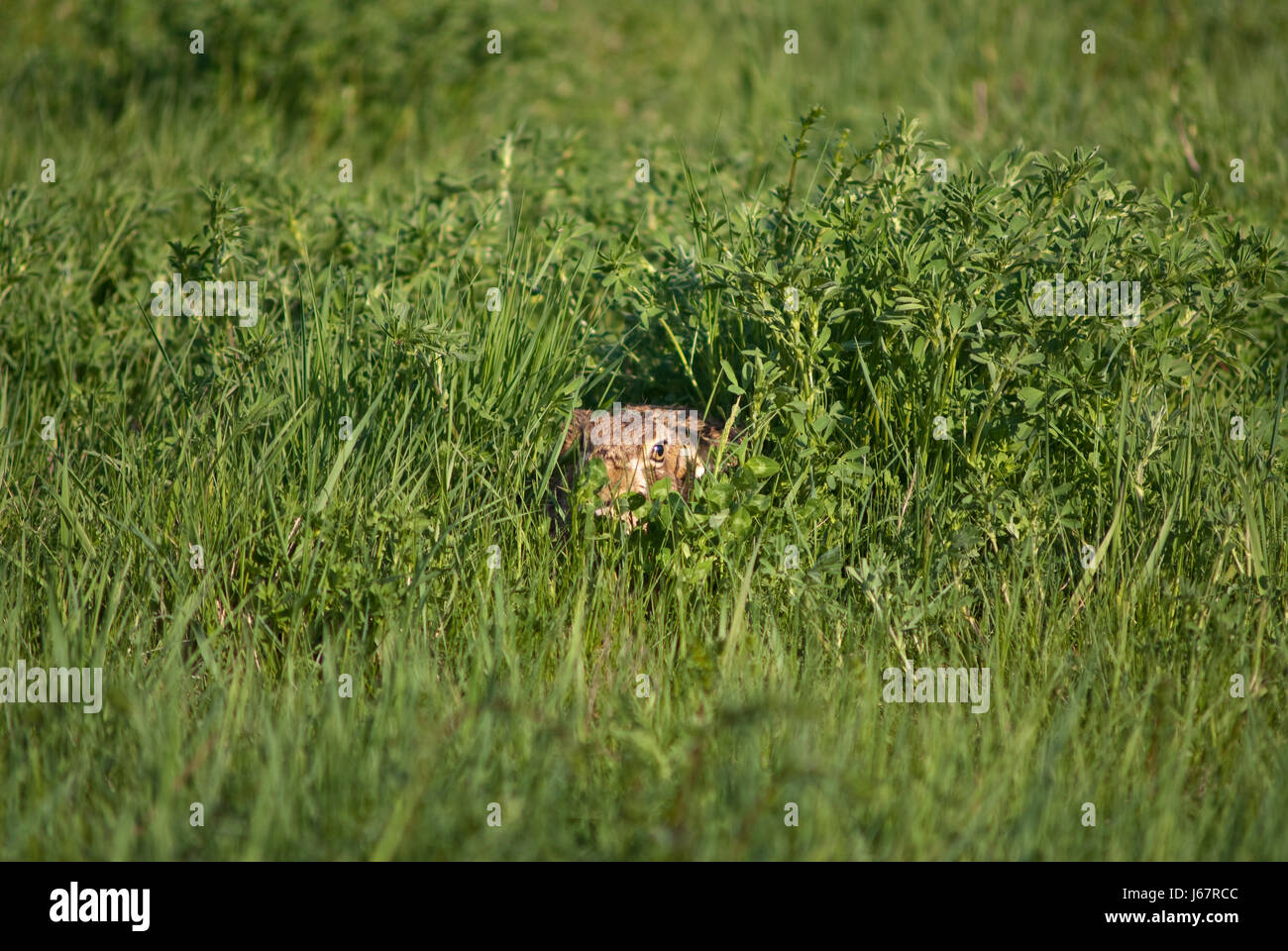 rabbit hiding 1 Stock Photo - Alamy