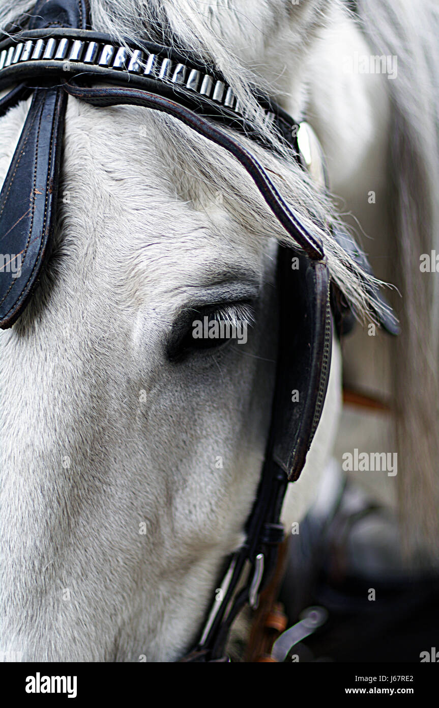 horse blank european caucasian bridle cab head vienna sad eye organ ...