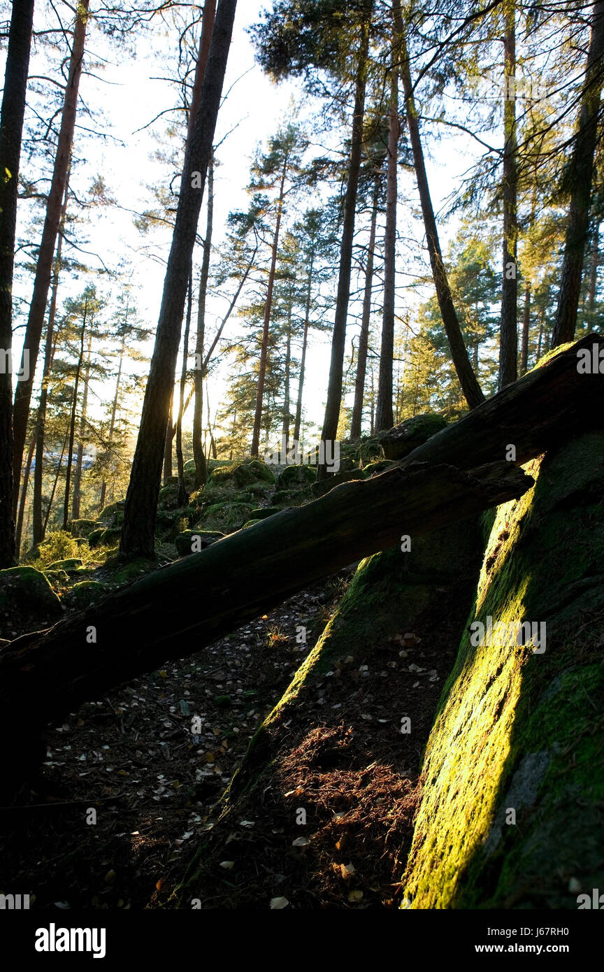 shine shines bright lucent light serene luminous wood sunset outdoor ...