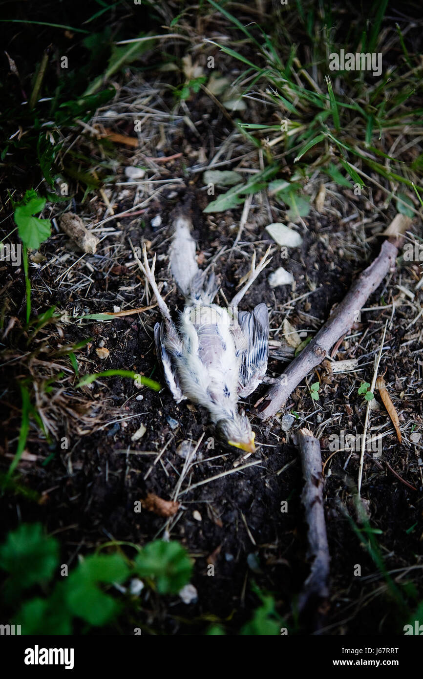 death die emotional bird sad pain depression dead body corpse dark poor ...