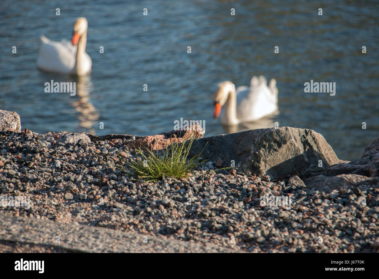 Gallant bird hi-res stock photography and images - Alamy