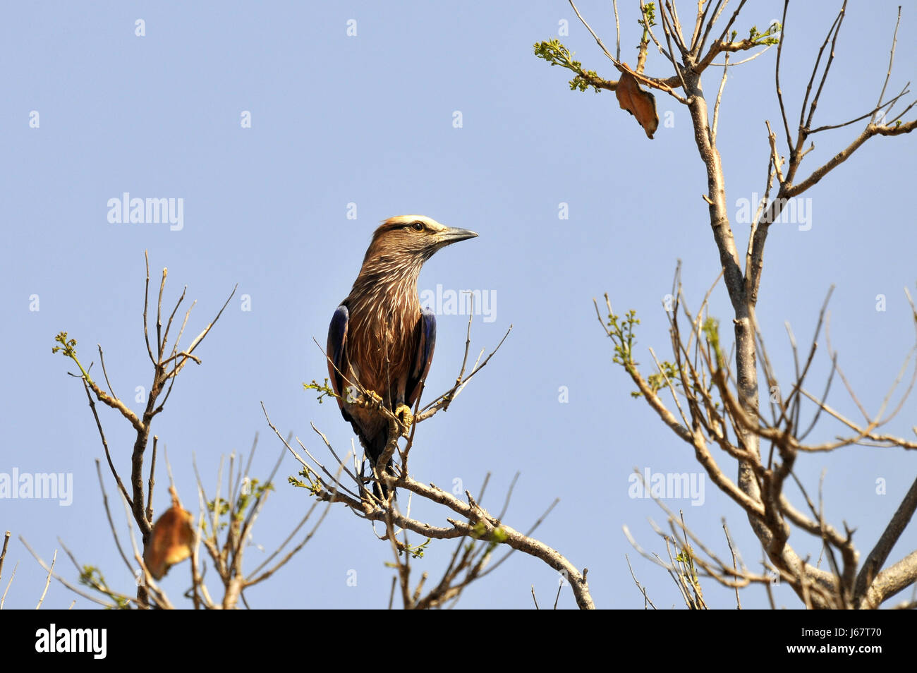 Racke bird hi-res stock photography and images - Alamy