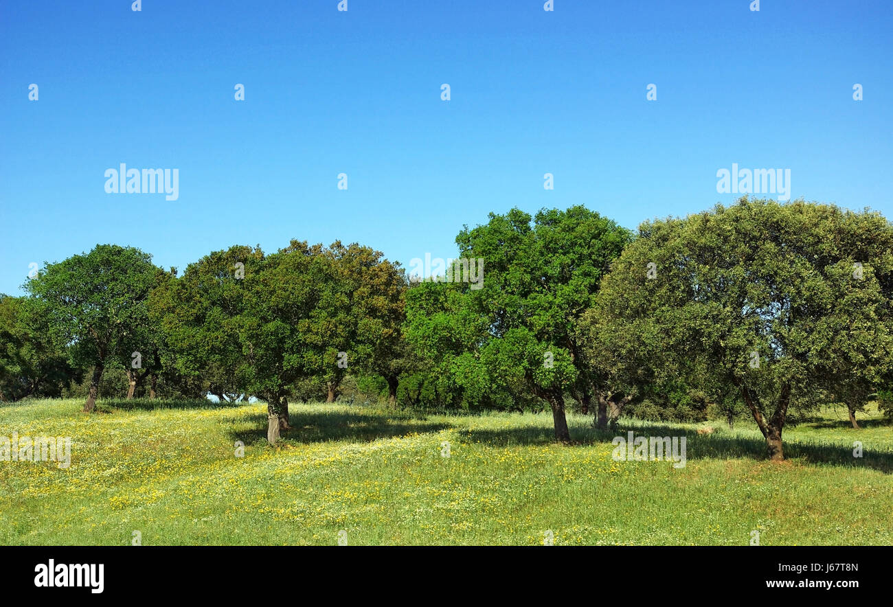 tree water mediterranean salt water sea ocean evergreen landscape ...