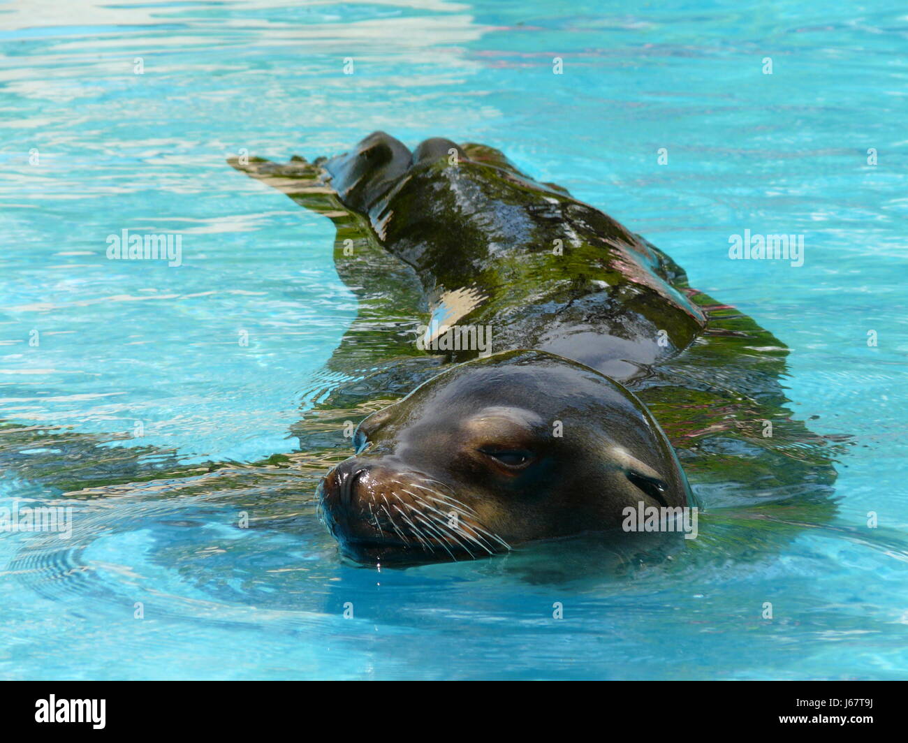 seal sea lion young younger fur baby offspring predator seal fence sea ...