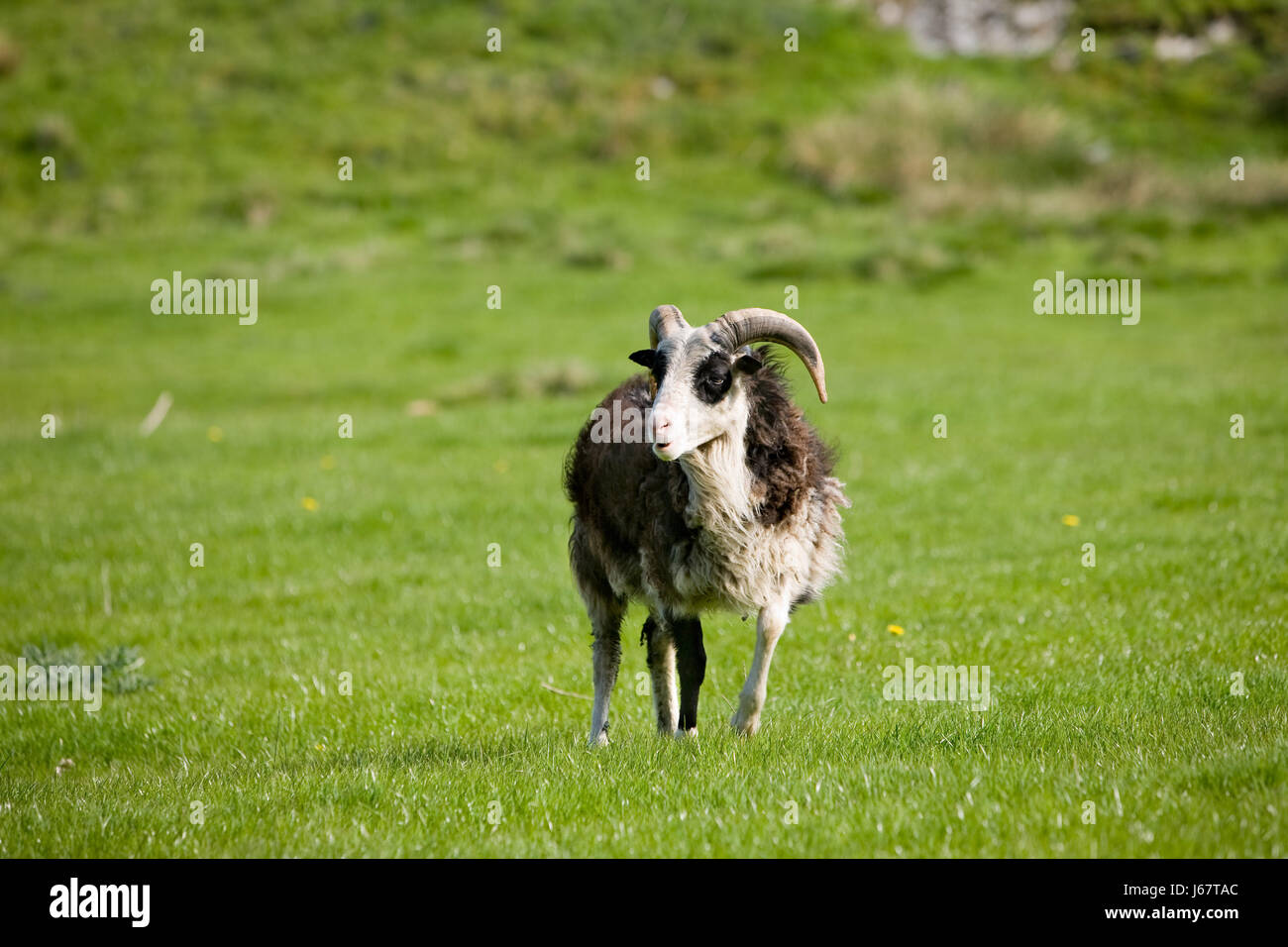 Norwegian mountain goat hi-res stock photography and images - Alamy
