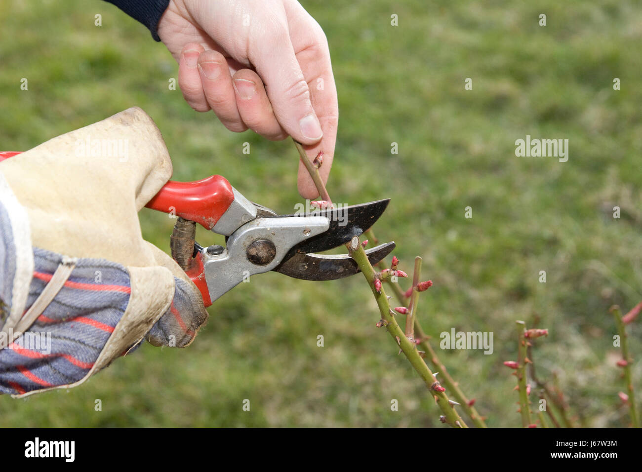 hand hands garden flower rose plant scissors scissor gardens bunch of ...