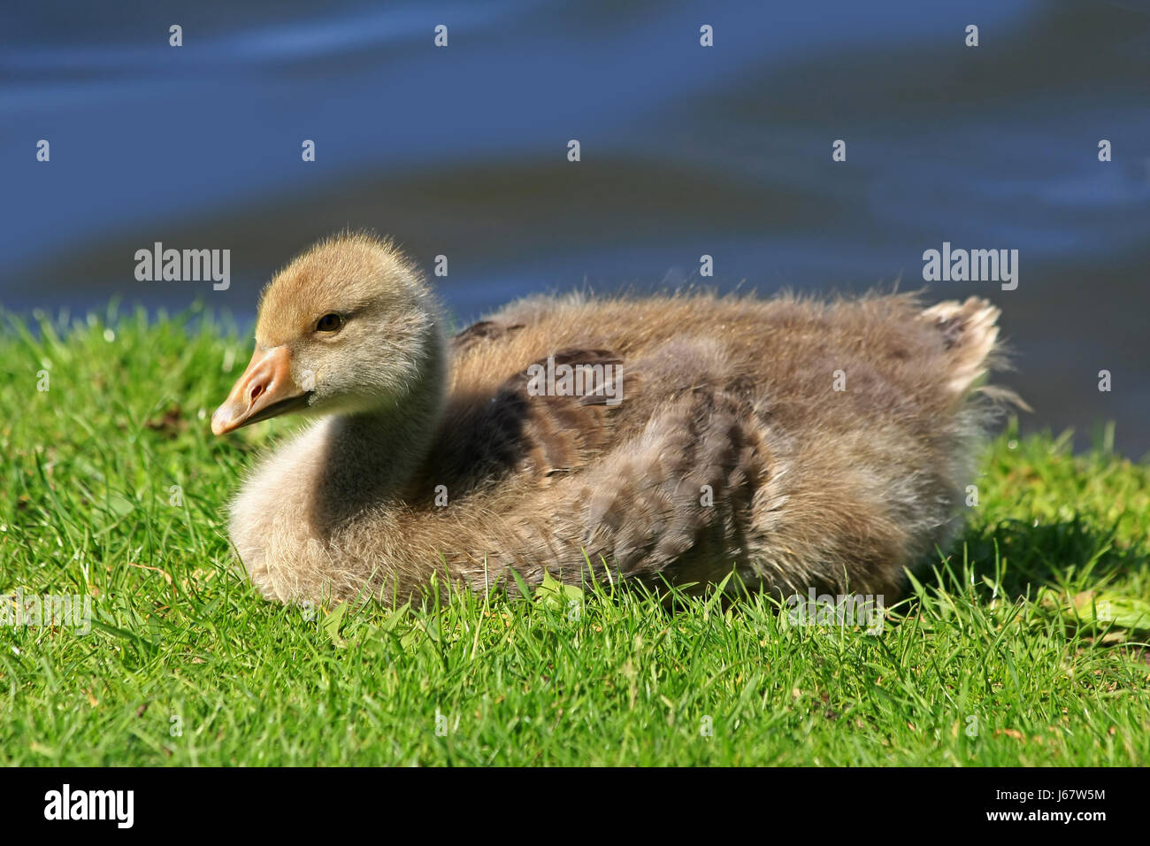 animal bird birds feathers wildlife goose nature animal bird portrait ...