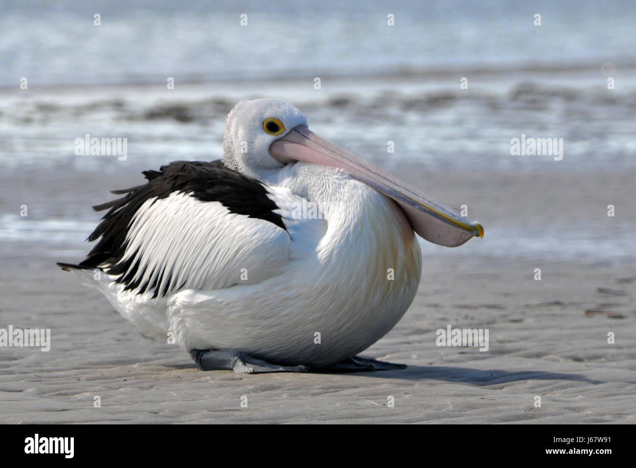 bird fish beach seaside the beach seashore birds eyes wing australia ...
