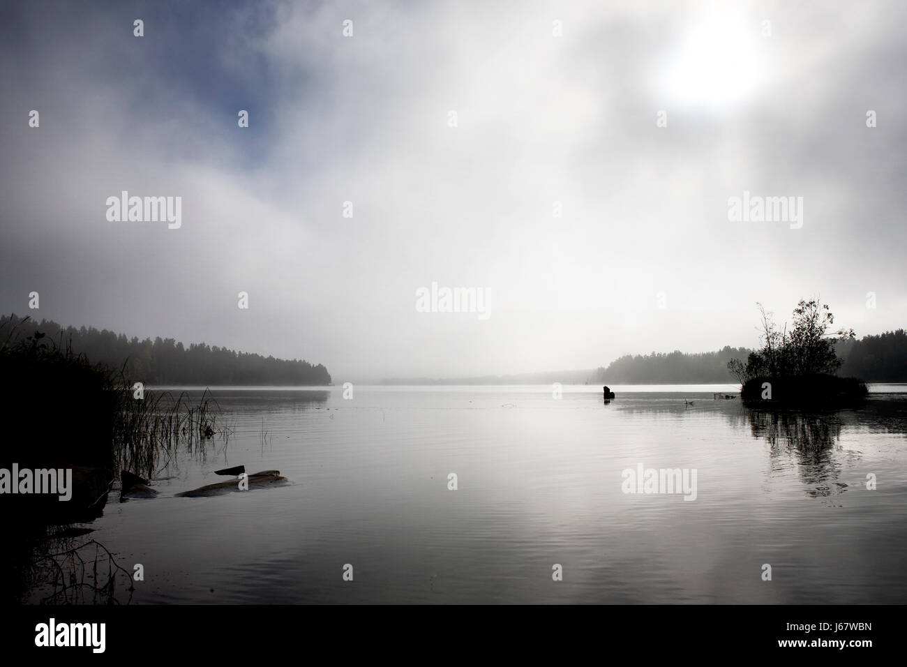 beautiful beauteously nice environment enviroment tree park space wood ...