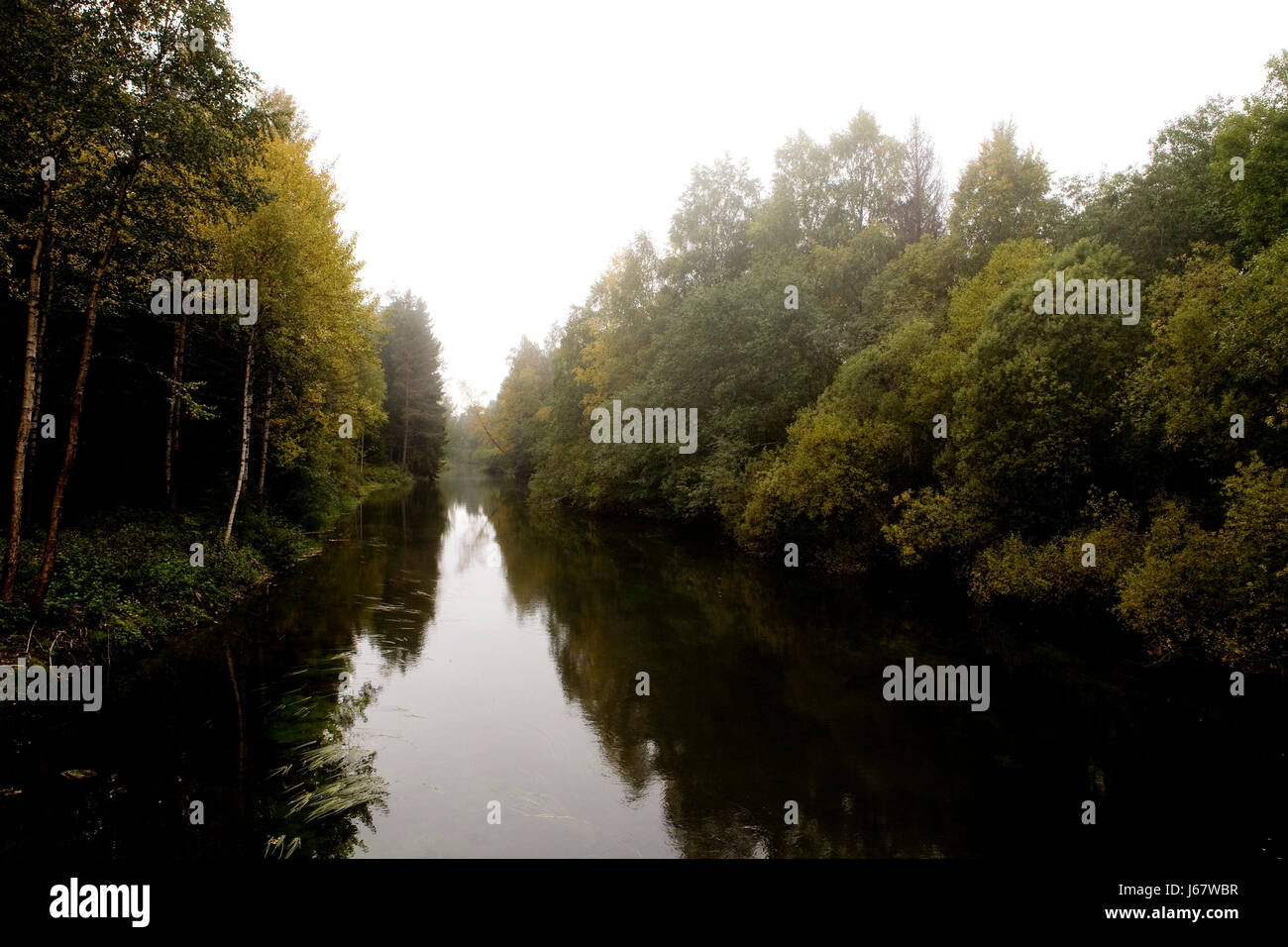 beautiful beauteously nice environment enviroment tree park wood dreamy ...