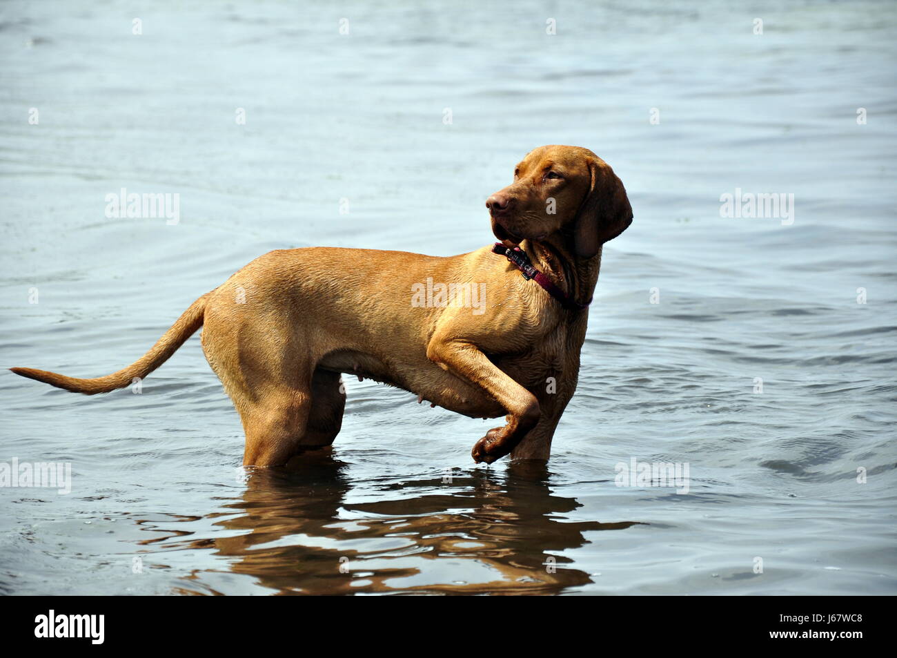 hunting dog in the water Stock Photo - Alamy