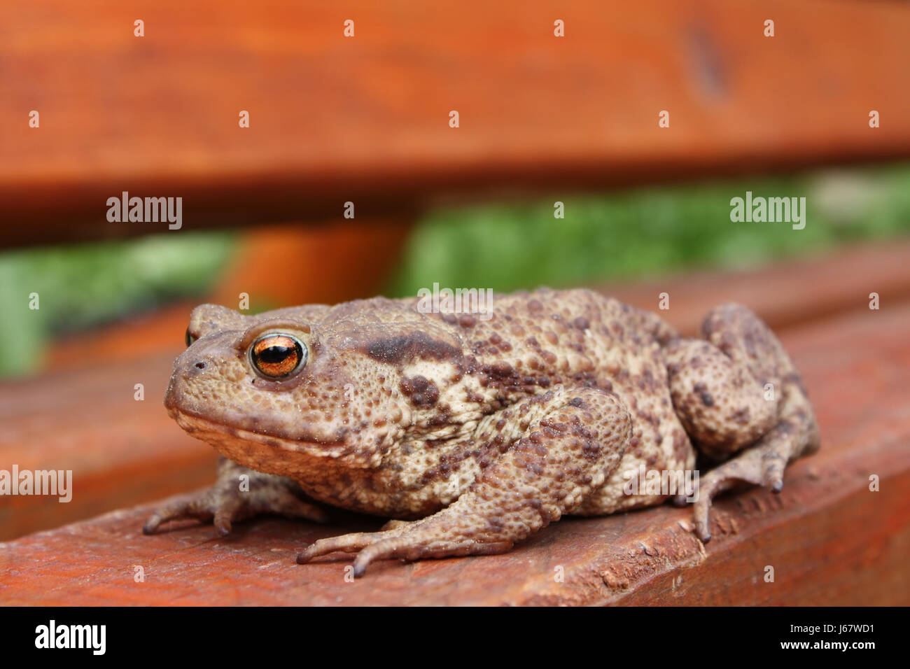 amphibian frog ugly toad seat bench nature green orange close wait ...