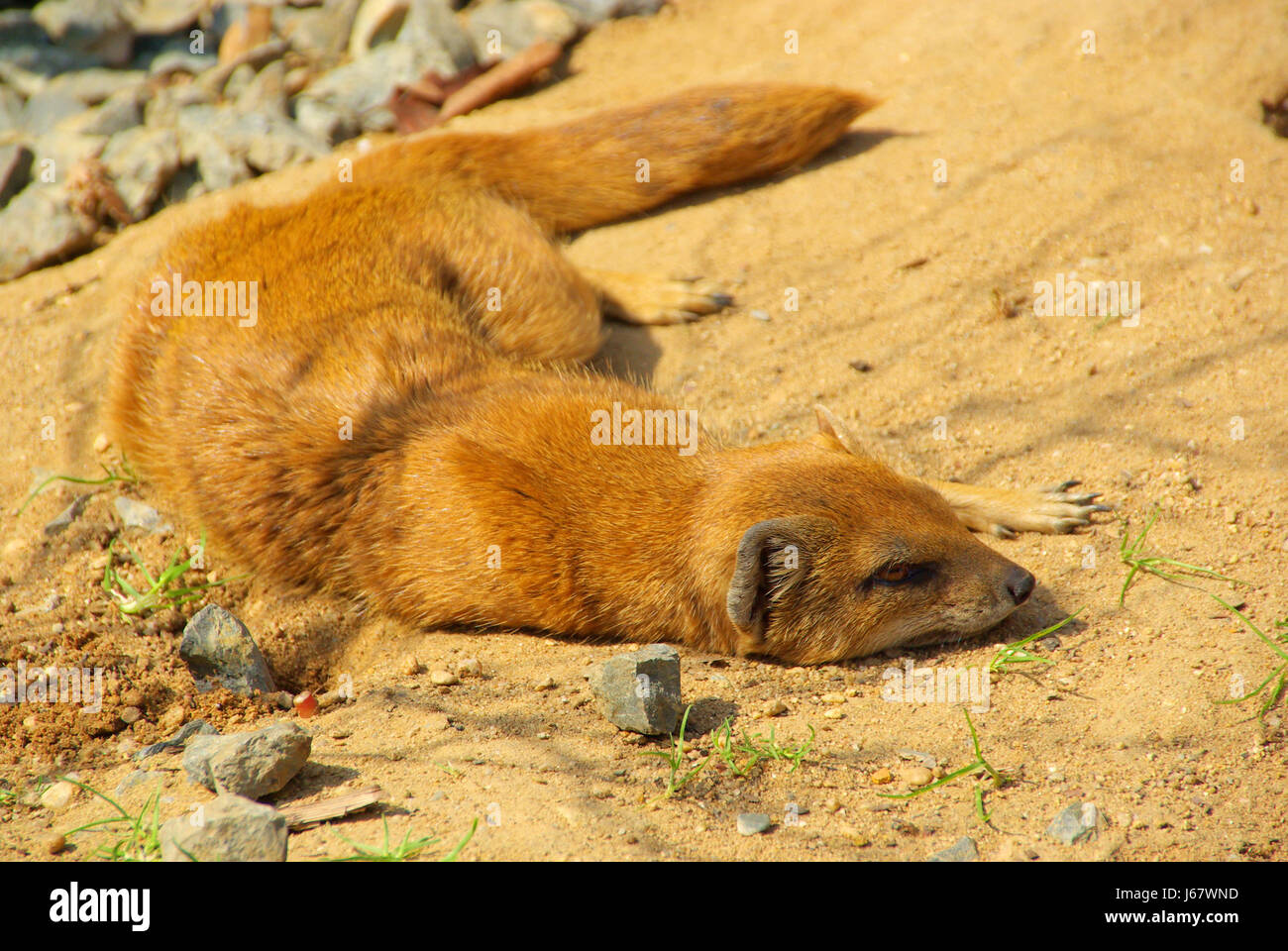 Fox mongoose cynictis penicillata hi-res stock photography and images ...