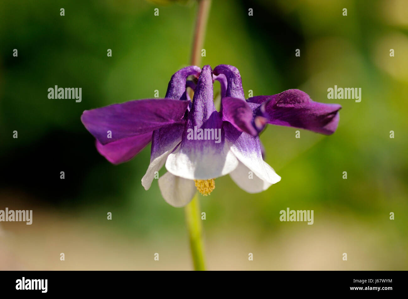 incense columbine,aquilegia fragrans Stock Photo - Alamy