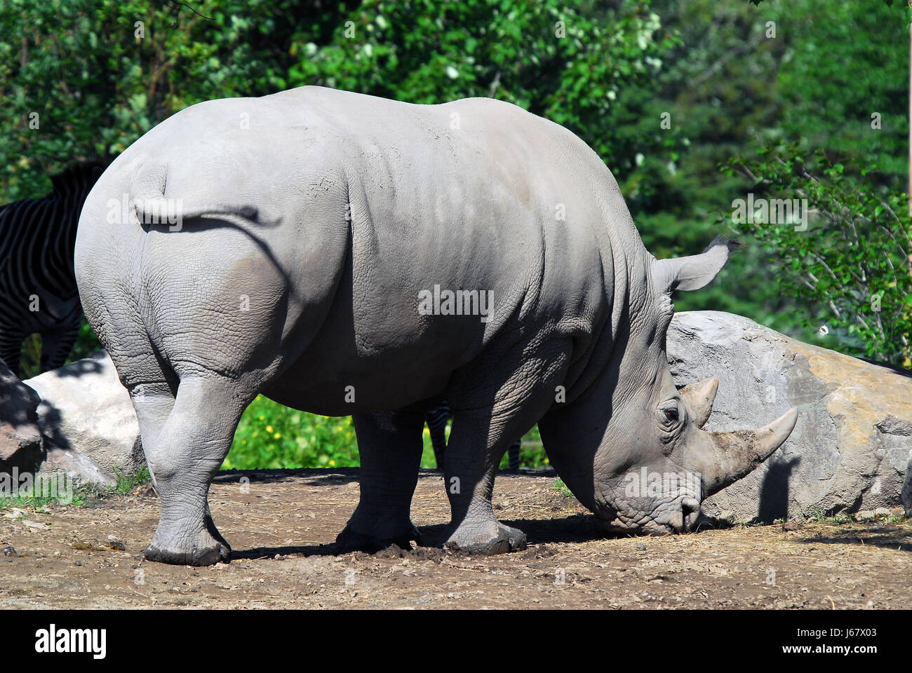 animal wild wildlife rhinoceros nature rhino close big large enormous ...