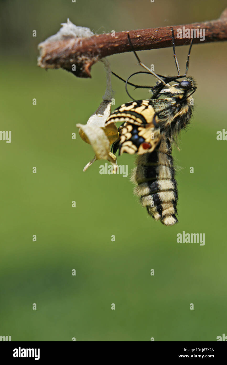 Suspended head hi-res stock photography and images - Alamy