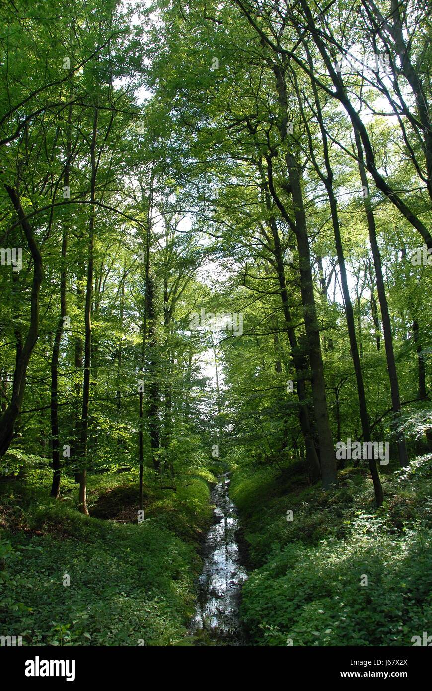 small stream in the woods Stock Photo - Alamy
