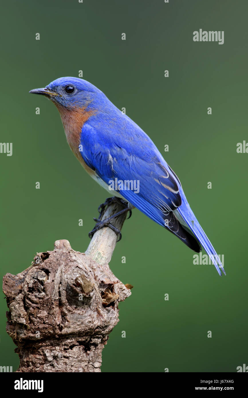 blue tree bird wild wildlife eastern nature blue tree animal bird fauna ...