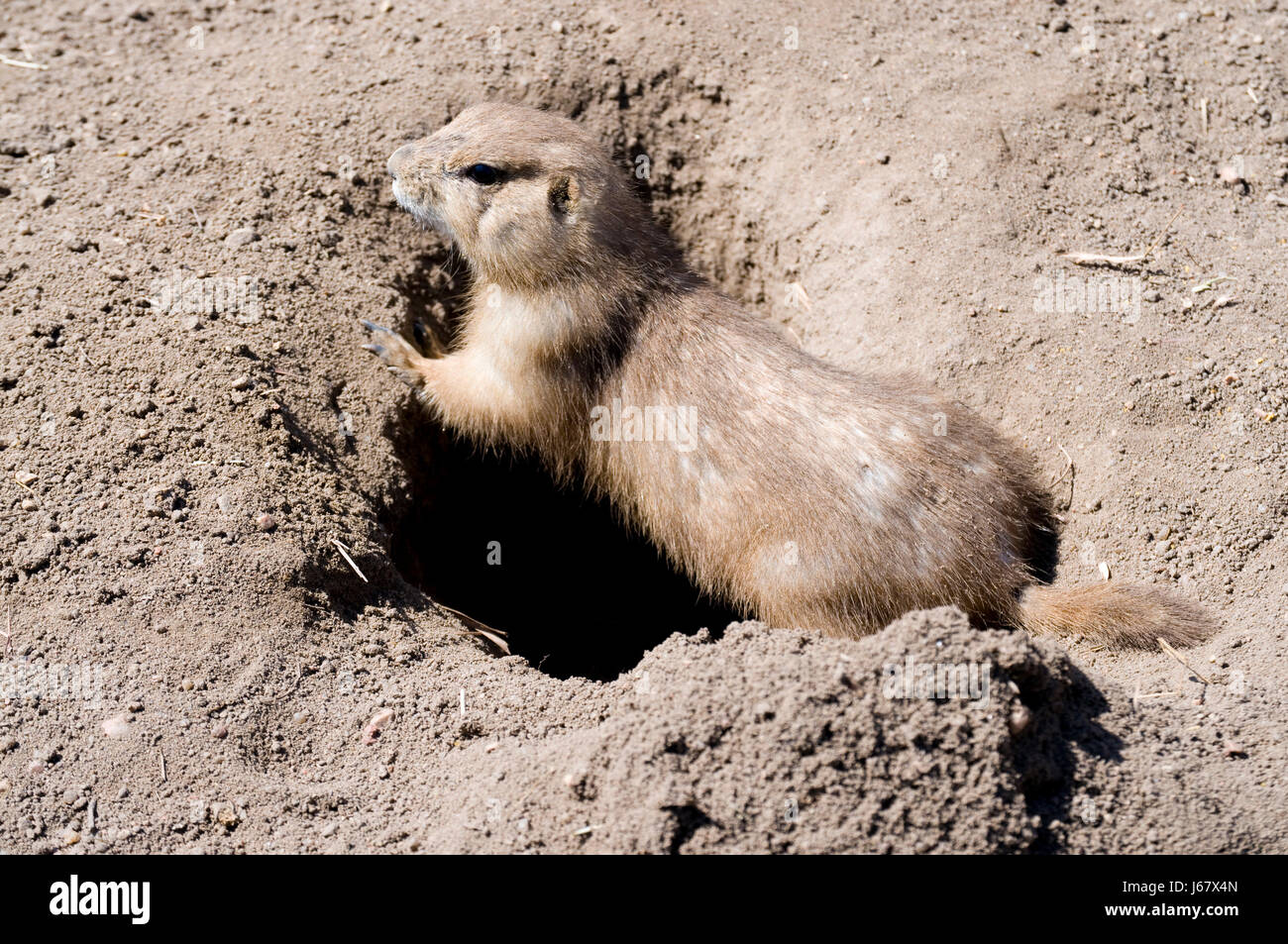 animal tree animal wild rodent fur hunt wildlife dirty western rat ...