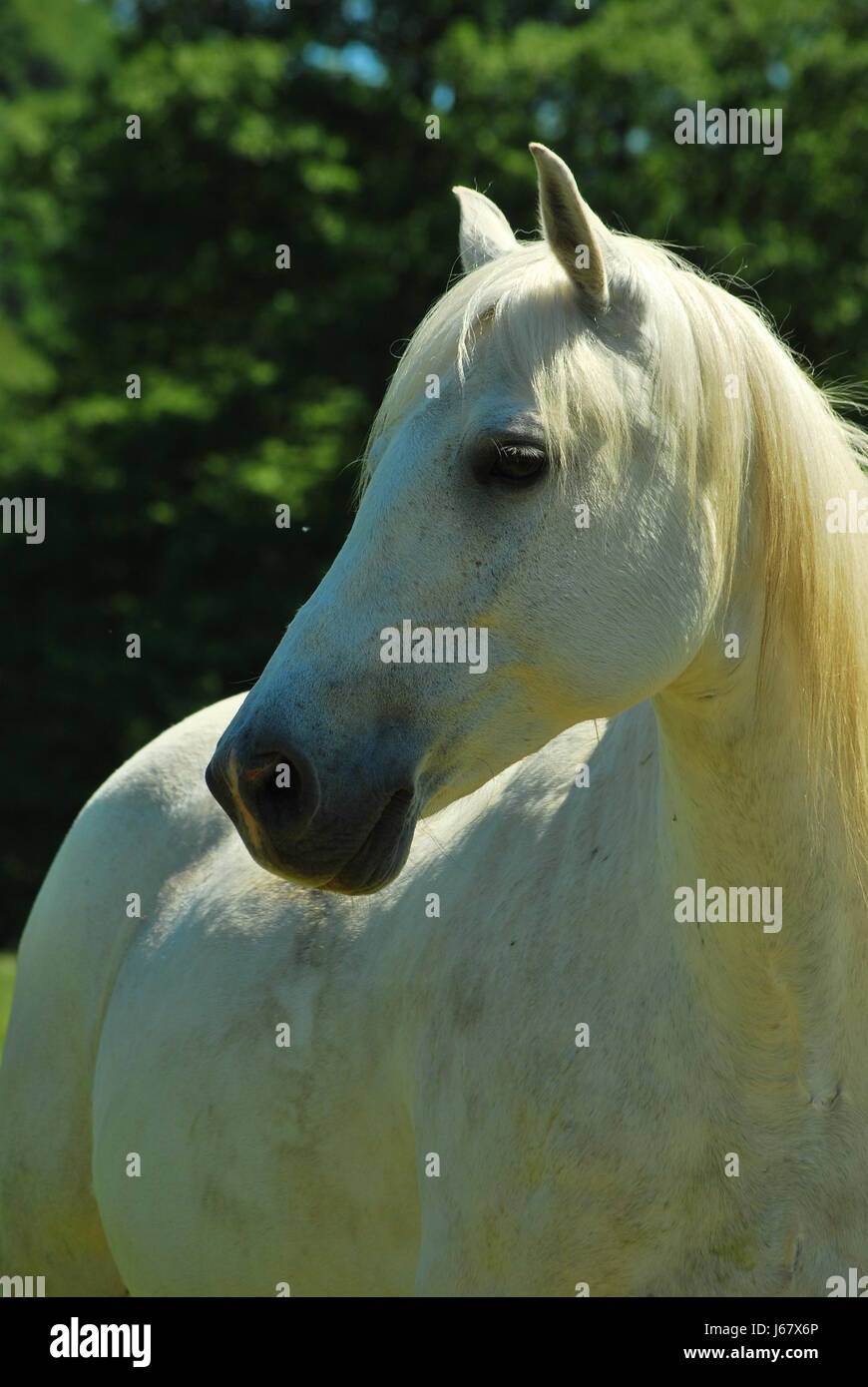 Quarder horse hi-res stock photography and images - Alamy