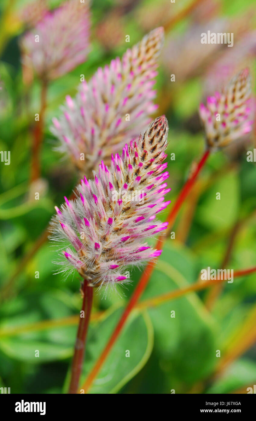 Mulla hi-res stock photography and images - Alamy