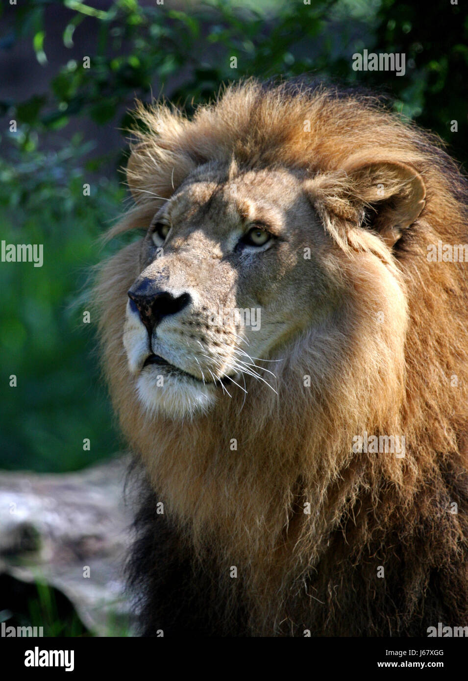 Loewe hi-res stock photography and images - Alamy